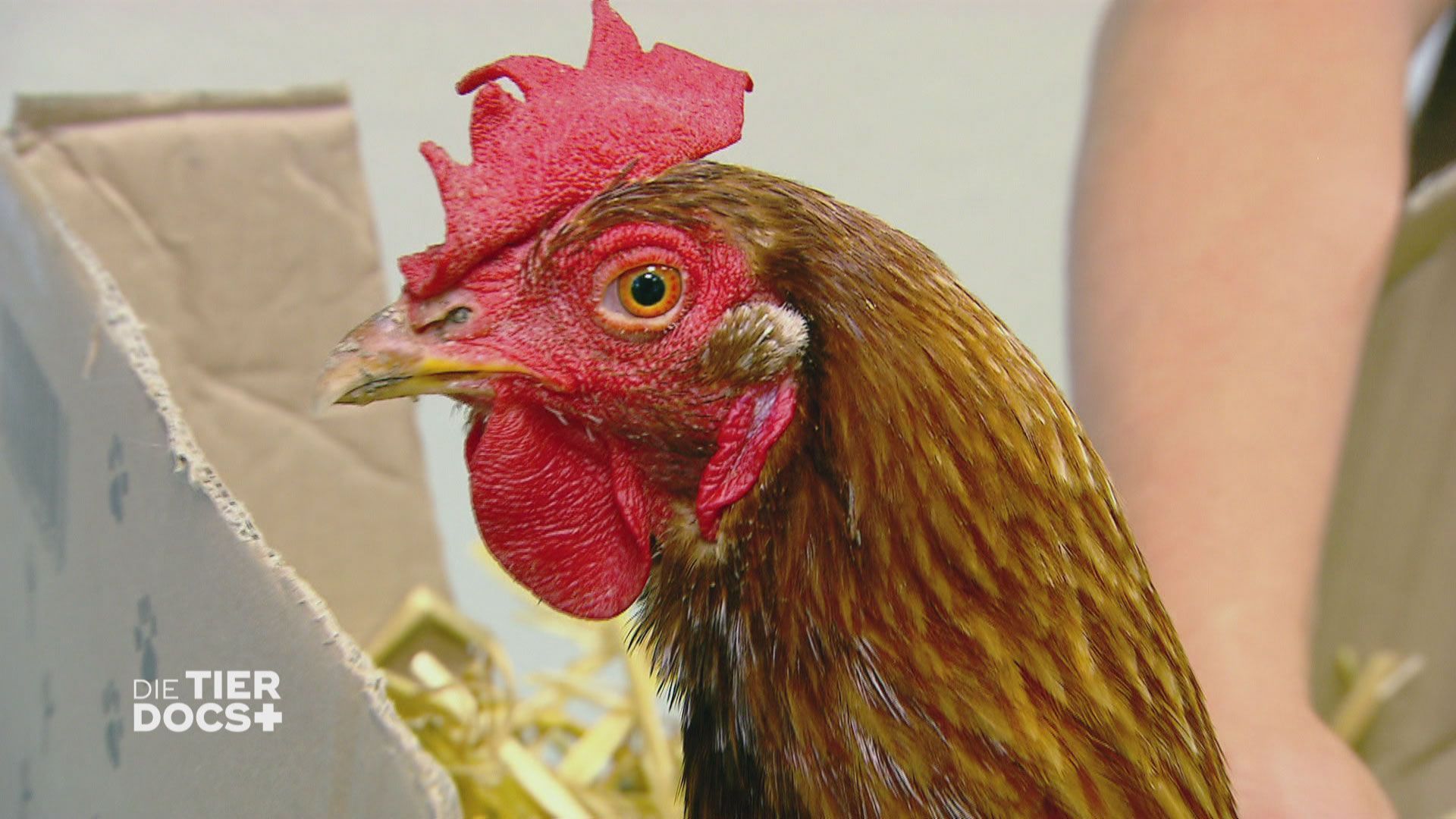 Die Tier-Docs! Pfotenhelden mit Herz Staffel 1 Folge 15: Große Sorge um Henne Dorothe