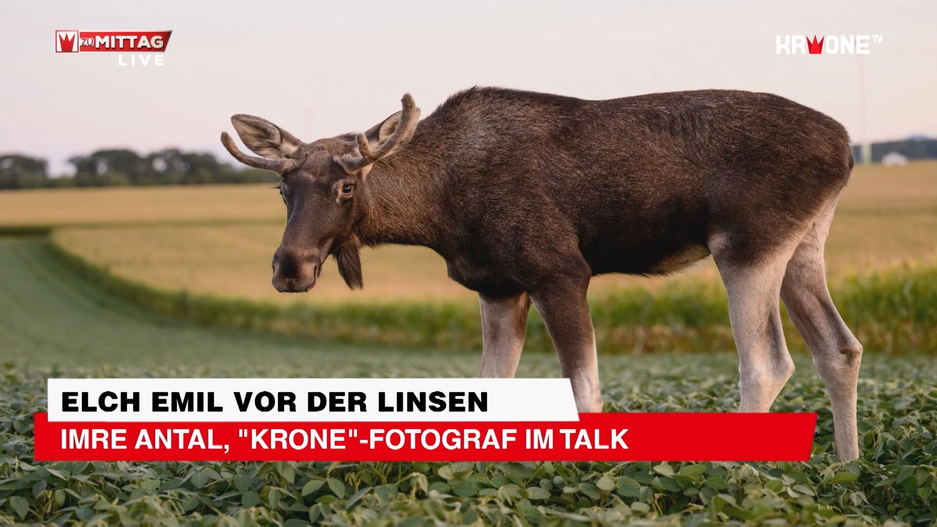Krone zu Mittag Staffel 2025 Folge 153: Schusswechsel in Amstetten ...