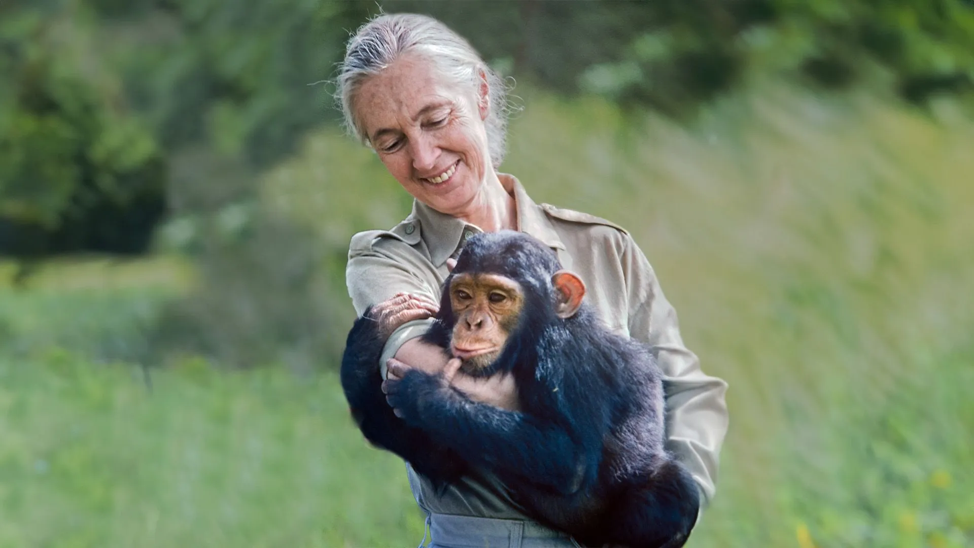 Doku auf Joyn: Jane Goodalls bewegende Arbeit mit Schimpansen